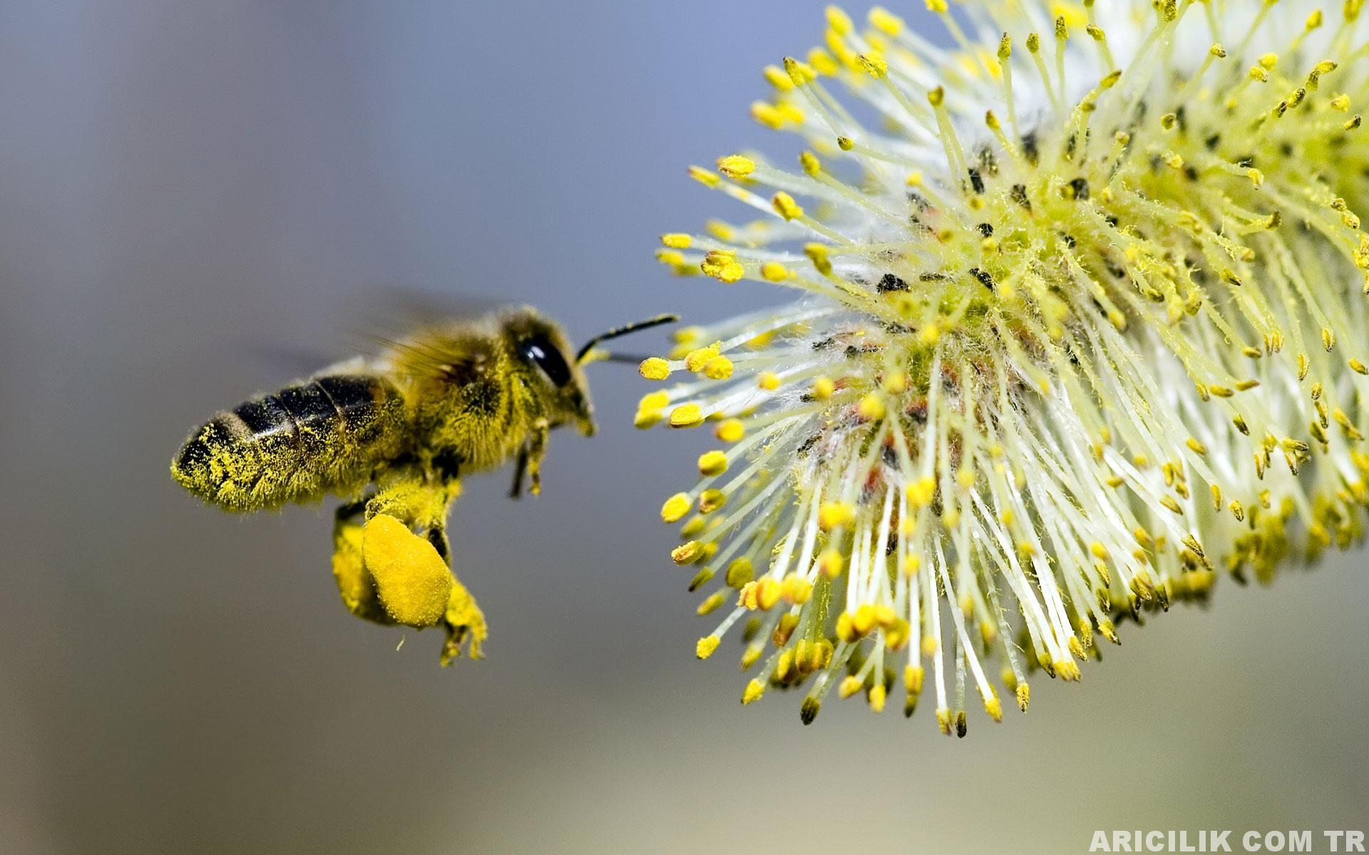 Arı Poleni - Sıfırdan Arıcılık