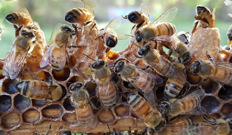 Arı Irkı Seçimi - Sıfırdan Arıcılık