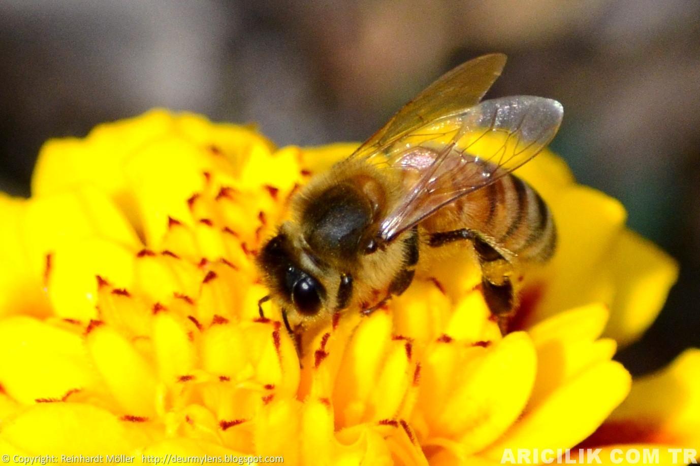 İşçi Arı - Sıfırdan Arıcılık