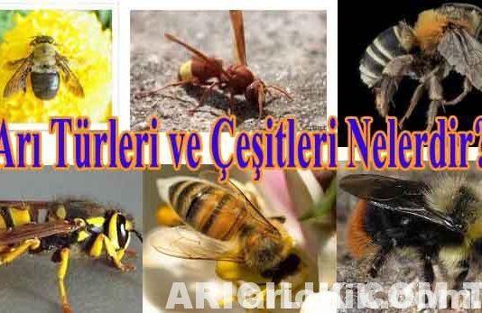 ANA ARI Arşivleri - ARICILIK