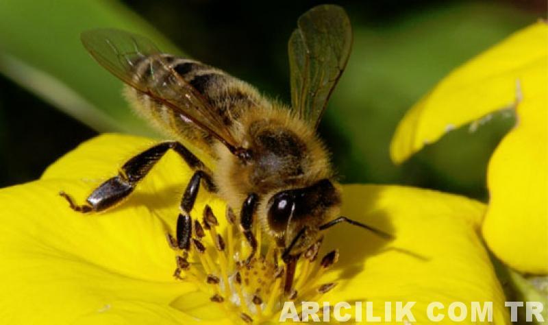 Arı Türleri ve Çeşitleri Nelerdir - Sıfırdan Arıcılık