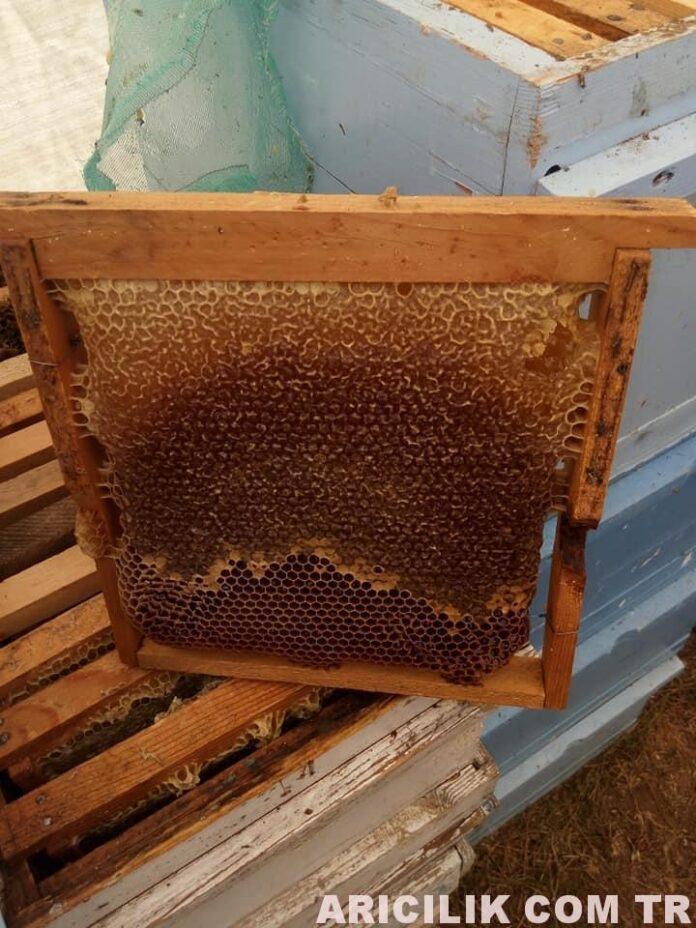 2018 Yılı Bal Sağımı - Sıfırdan Arıcılık